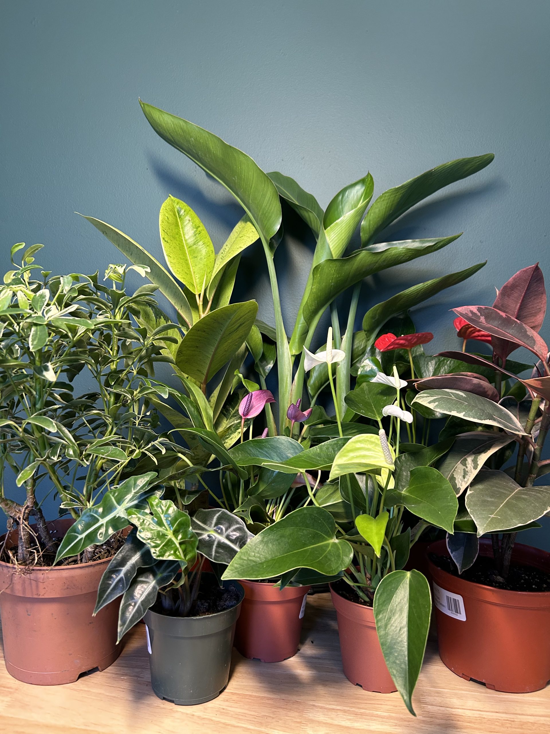 Plants - Moss Houseplants