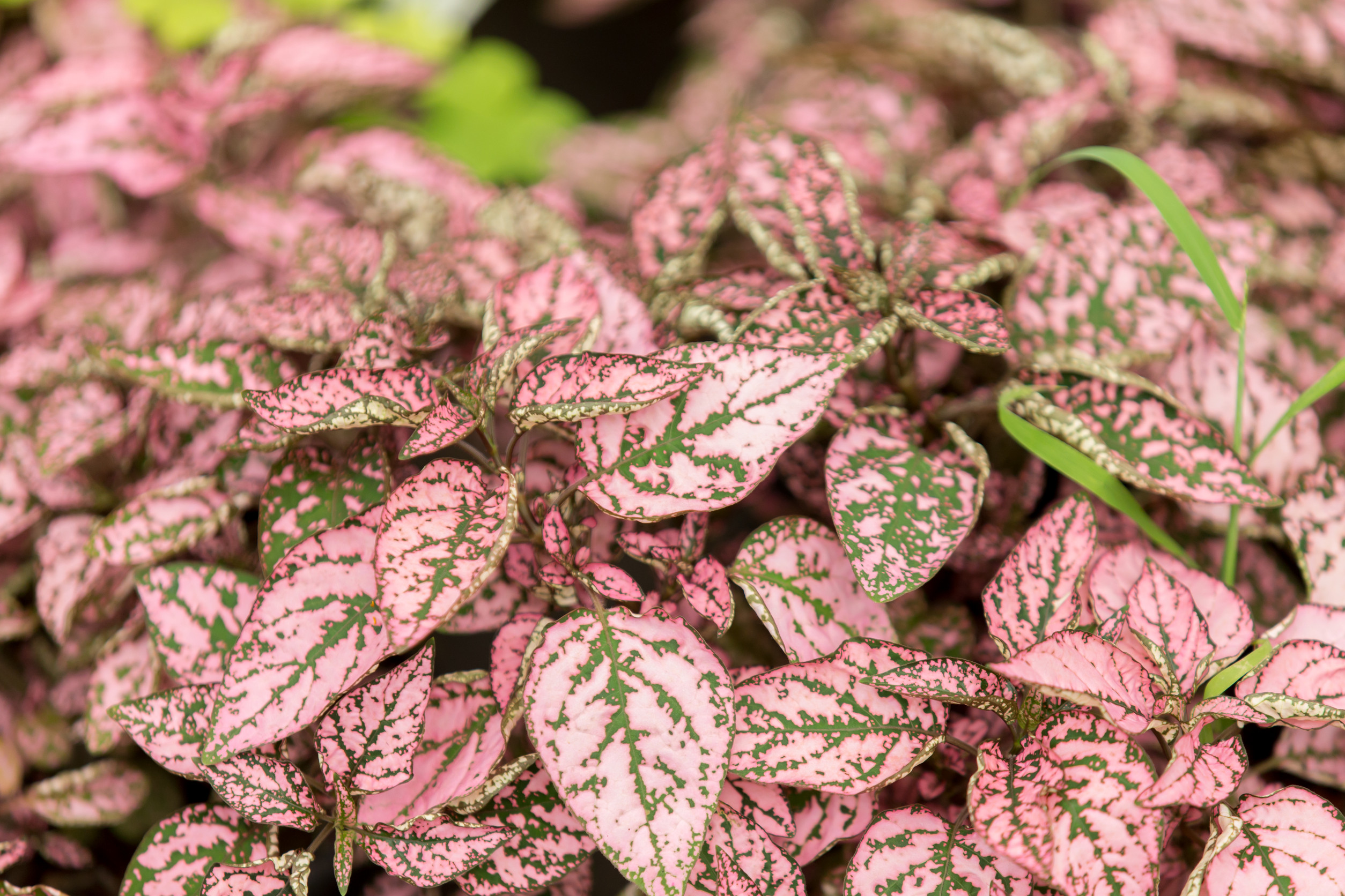 Hypoestes - Moss Houseplants