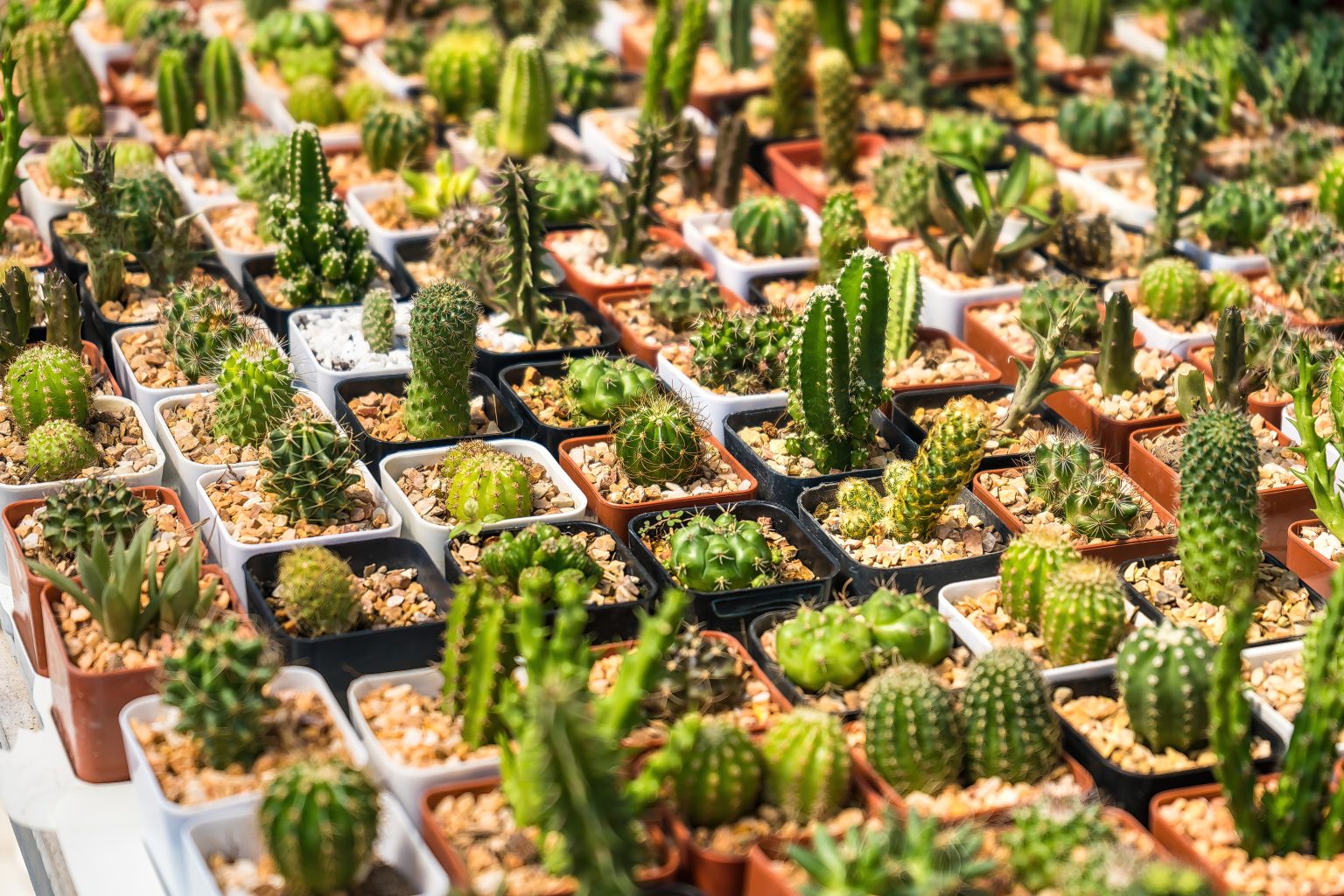 Cactus - Moss Houseplants