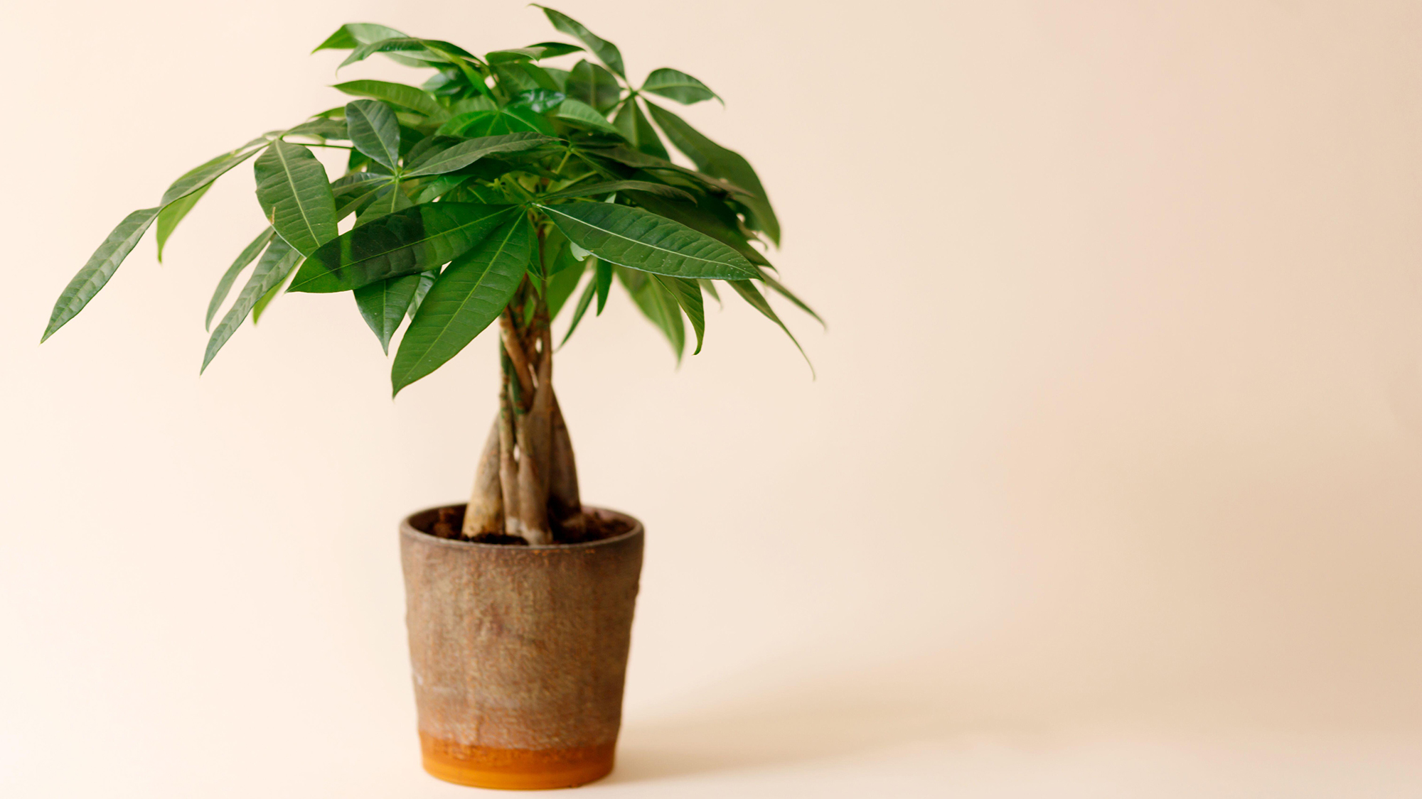 Money Tree - Moss Houseplants